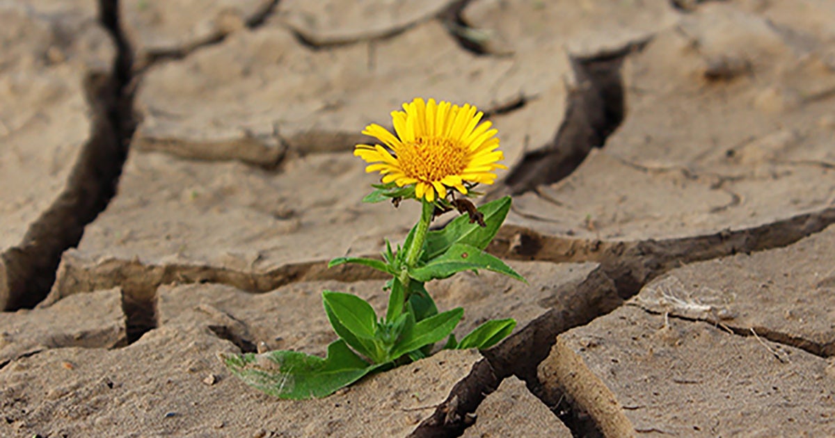 Seeing the Silver Lining: Injecting Positivity and Hope Back into the ...